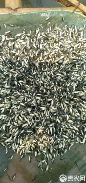 草鱼苗批发价格_草鱼苗批发哪里便宜-第3张图片-山城妙识