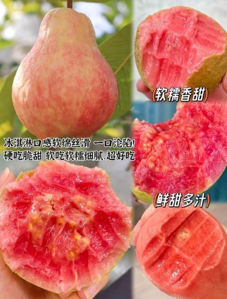 红芭乐的功效与副作用_怎么吃才安全-第3张图片-山城妙识