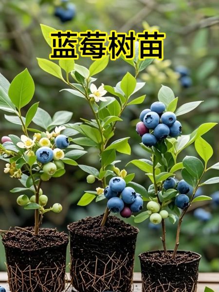 蓝莓种植赚钱吗_蓝莓种植可行性报告-第2张图片-山城妙识 蓝莓种植赚钱吗_蓝莓种植可行性报告-第2张图片-山城妙识