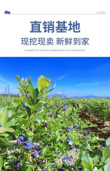 蓝莓种植赚钱吗_蓝莓种植可行性报告-第3张图片-山城妙识 蓝莓种植赚钱吗_蓝莓种植可行性报告-第3张图片-山城妙识