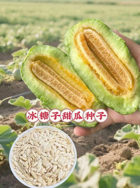 香瓜的籽可以吃吗_香瓜籽吃了有什么好处-第1张图片-山城妙识 香瓜的籽可以吃吗_香瓜籽吃了有什么好处-第1张图片-山城妙识