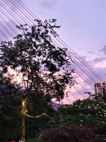 鸡蛋花中药材的功效与作用_鸡蛋花泡水喝的禁忌-第3张图片-山城妙识 鸡蛋花中药材的功效与作用_鸡蛋花泡水喝的禁忌-第3张图片-山城妙识