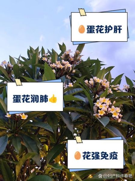 鸡蛋花中药材的功效与作用_鸡蛋花泡水喝的禁忌-第1张图片-山城妙识 鸡蛋花中药材的功效与作用_鸡蛋花泡水喝的禁忌-第1张图片-山城妙识