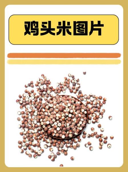 鸡头米是什么植物的果实_鸡头米和芡实区别-第1张图片-山城妙识