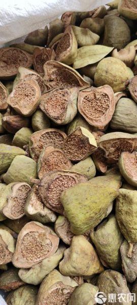 木馒头中药别名叫什么_木馒头与薜荔果区别-第2张图片-山城妙识