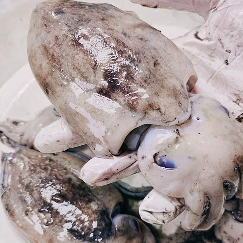 大墨鱼图片怎么拍_大墨鱼高清图哪里找-第2张图片-山城妙识 大墨鱼图片怎么拍_大墨鱼高清图哪里找-第2张图片-山城妙识