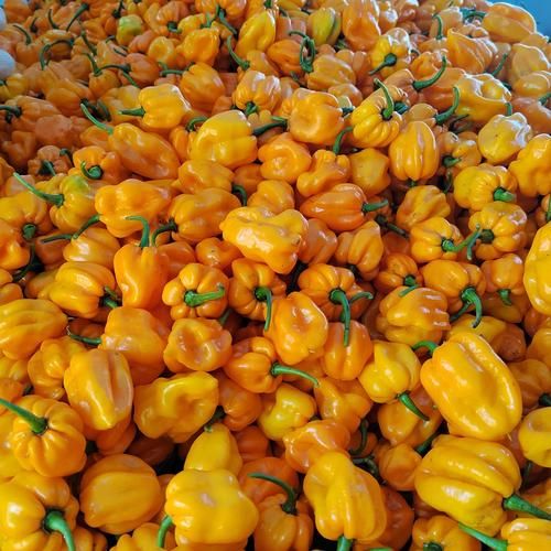 灯笼椒辣度是多少_灯笼椒辣不辣-第2张图片-山城妙识