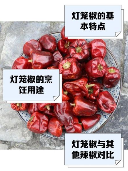 灯笼椒辣度是多少_灯笼椒辣不辣-第3张图片-山城妙识