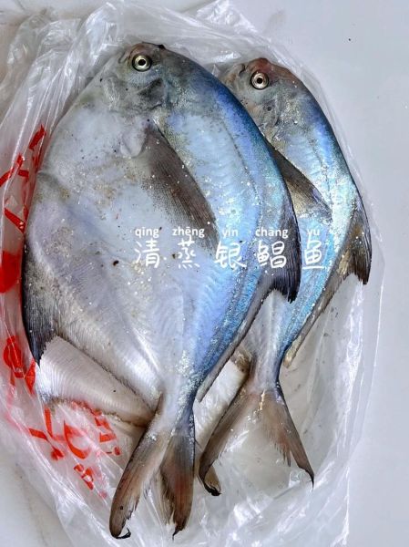 银鲳鱼怎么做好吃_银鲳鱼图片高清大图-第2张图片-山城妙识 银鲳鱼怎么做好吃_银鲳鱼图片高清大图-第2张图片-山城妙识
