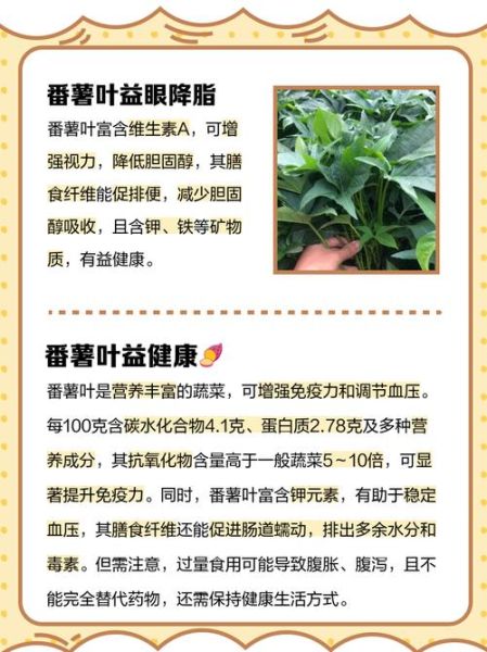地瓜叶子的功效与作用_地瓜叶子怎么吃最营养-第3张图片-山城妙识 地瓜叶子的功效与作用_地瓜叶子怎么吃最营养-第3张图片-山城妙识