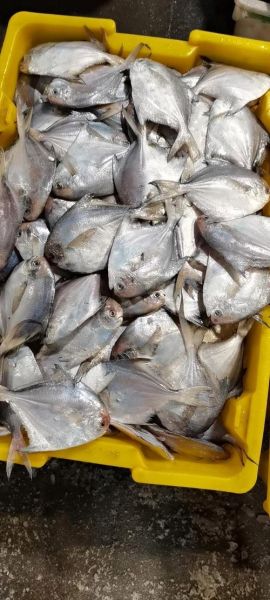 白鲳鱼有刺吗_白鲳鱼刺多不多-第1张图片-山城妙识 白鲳鱼有刺吗_白鲳鱼刺多不多-第1张图片-山城妙识