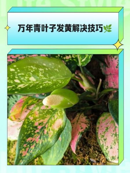 万年青叶子发黄怎么办_万年青叶子发黄的原因及解决方法-第1张图片-山城妙识
