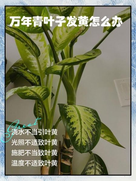 万年青叶子发黄怎么办_万年青叶子发黄的原因及解决方法-第2张图片-山城妙识
