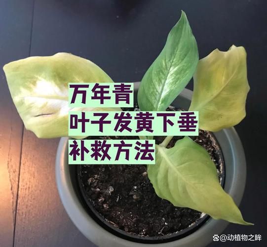 万年青叶子发黄怎么办_万年青叶子发黄的原因及解决方法-第3张图片-山城妙识
