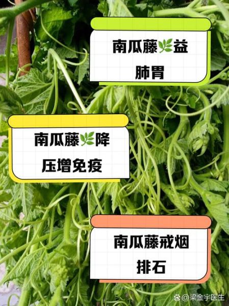 南瓜藤的功效与作用_南瓜藤的禁忌有哪些-第1张图片-山城妙识 南瓜藤的功效与作用_南瓜藤的禁忌有哪些-第1张图片-山城妙识