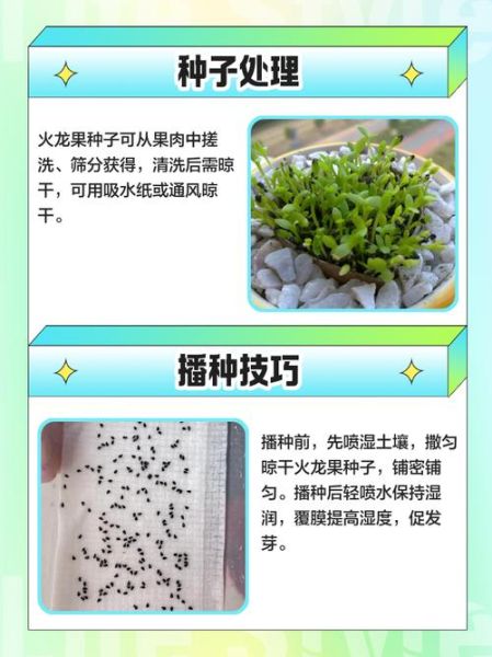 火龙果怎么种植_火龙果种植技术要点-第2张图片-山城妙识 火龙果怎么种植_火龙果种植技术要点-第2张图片-山城妙识