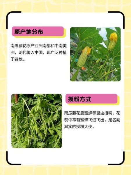 南瓜藤的功效与作用_南瓜藤的禁忌有哪些-第3张图片-山城妙识 南瓜藤的功效与作用_南瓜藤的禁忌有哪些-第3张图片-山城妙识