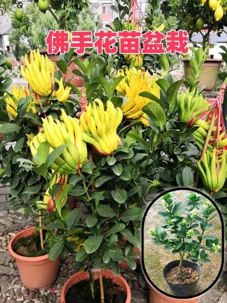 佛手花的花语是什么_佛手花适合送什么人-第1张图片-山城妙识