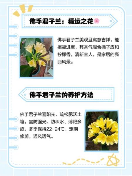 佛手花的花语是什么_佛手花适合送什么人-第2张图片-山城妙识