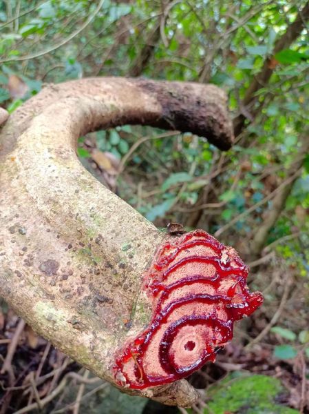 鸡血藤长什么样子_鸡血藤图片特征-第1张图片-山城妙识 鸡血藤长什么样子_鸡血藤图片特征-第1张图片-山城妙识