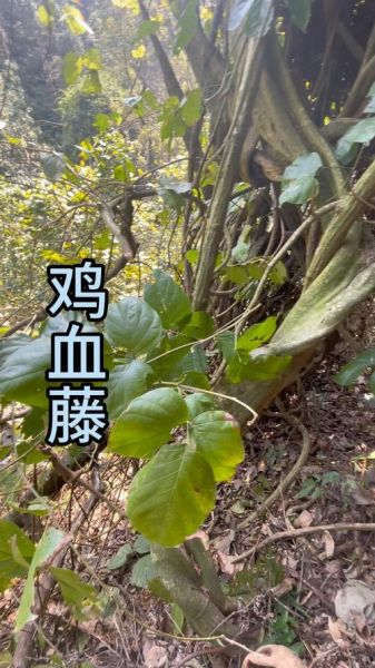 鸡血藤长什么样子_鸡血藤图片特征-第3张图片-山城妙识 鸡血藤长什么样子_鸡血藤图片特征-第3张图片-山城妙识