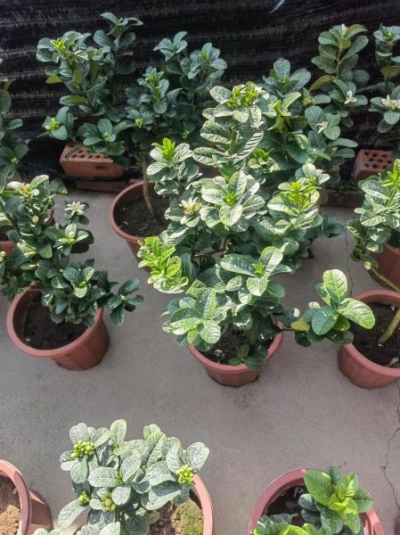 佛手花的花语是什么_佛手花适合送什么人-第3张图片-山城妙识