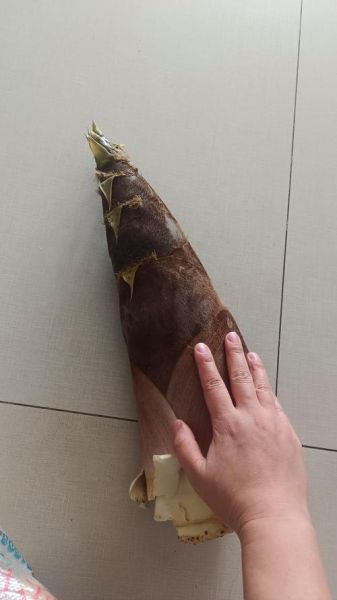 冬笋怎么挑选_冬笋高清图细节解析-第2张图片-山城妙识