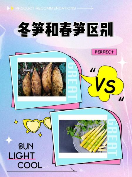 冬笋怎么挑选_冬笋高清图细节解析-第1张图片-山城妙识