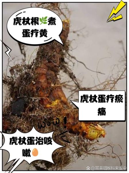 虎杖的功效与作用及食用方法_虎杖怎么吃效果最好-第2张图片-山城妙识