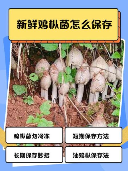 鸡枞菌怎么保存_鸡枞菌可以冷冻吗-第1张图片-山城妙识