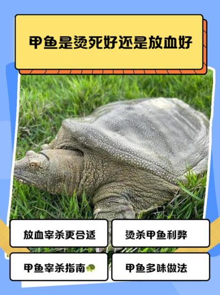 甲鱼是杀死还是烫死好_甲鱼宰杀方法-第2张图片-山城妙识