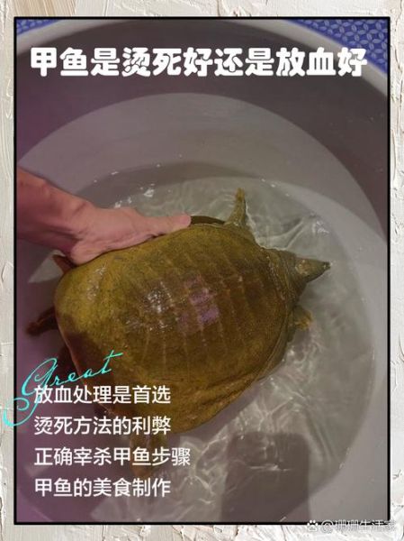 甲鱼是杀死还是烫死好_甲鱼宰杀方法-第1张图片-山城妙识