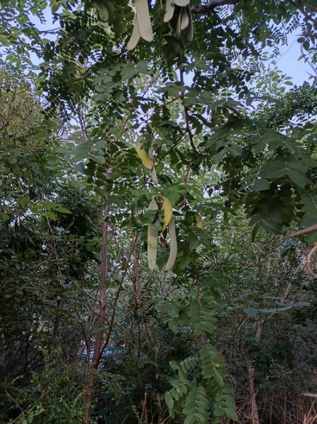 皂角树有什么用途_皂角树种子怎么种植-第1张图片-山城妙识 皂角树有什么用途_皂角树种子怎么种植-第1张图片-山城妙识