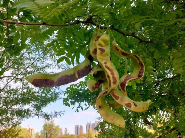 皂角树有什么用途_皂角树种子怎么种植-第3张图片-山城妙识 皂角树有什么用途_皂角树种子怎么种植-第3张图片-山城妙识