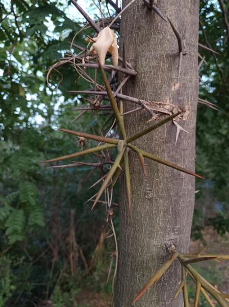皂角树有什么用途_皂角树种子怎么种植-第2张图片-山城妙识 皂角树有什么用途_皂角树种子怎么种植-第2张图片-山城妙识