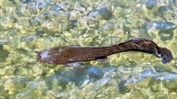 埃及塘虱最大能长多大_埃及塘虱寿命多长-第1张图片-山城妙识 埃及塘虱最大能长多大_埃及塘虱寿命多长-第1张图片-山城妙识