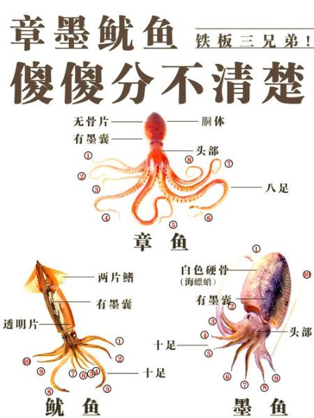 章鱼属于鱼类吗_章鱼是不是鱼-第1张图片-山城妙识