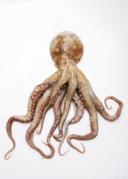 章鱼属于鱼类吗_章鱼是不是鱼-第2张图片-山城妙识