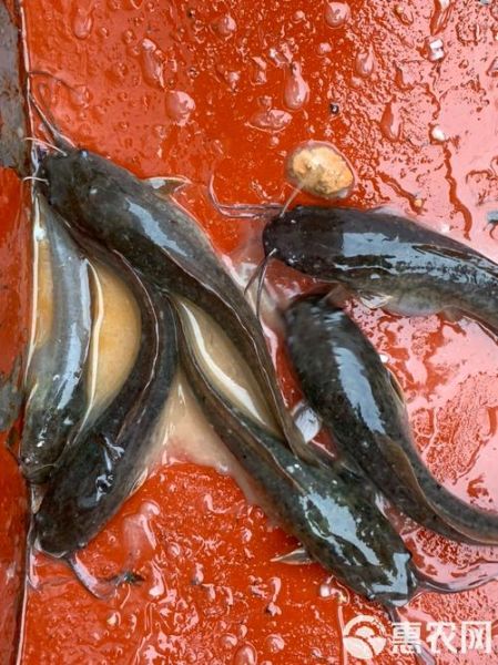 埃及塘虱最大能长多大_埃及塘虱寿命多长-第3张图片-山城妙识 埃及塘虱最大能长多大_埃及塘虱寿命多长-第3张图片-山城妙识