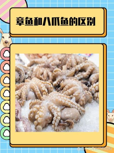 章鱼属于鱼类吗_章鱼是不是鱼-第3张图片-山城妙识