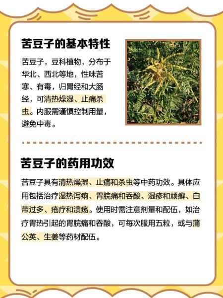 苦豆子怎么吃_苦豆子食用方法大全-第2张图片-山城妙识