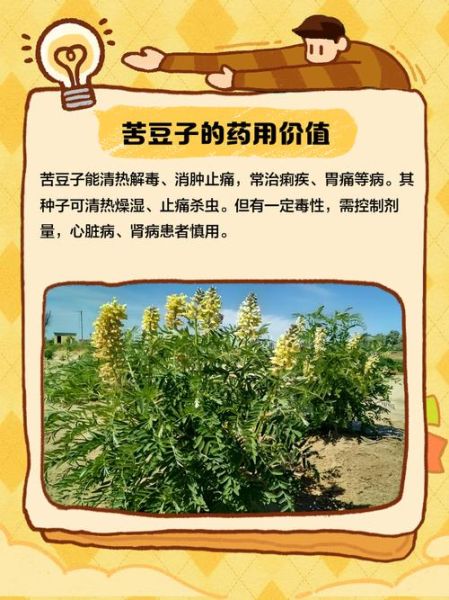 苦豆子怎么吃_苦豆子食用方法大全-第3张图片-山城妙识