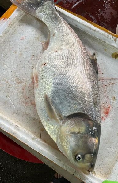 鲑鱼市场价多少钱一斤_如何挑选新鲜鲑鱼-第3张图片-山城妙识 鲑鱼市场价多少钱一斤_如何挑选新鲜鲑鱼-第3张图片-山城妙识