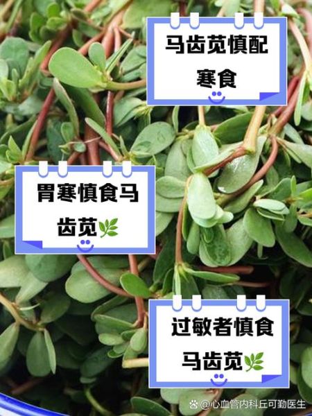 马齿苋什么人不能吃_马齿苋禁忌人群有哪些-第2张图片-山城妙识