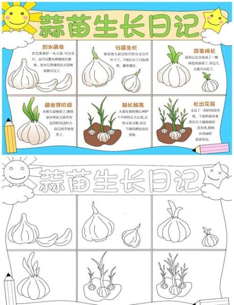 蒜苗多久能发芽_蒜苗生长过程记录-第2张图片-山城妙识