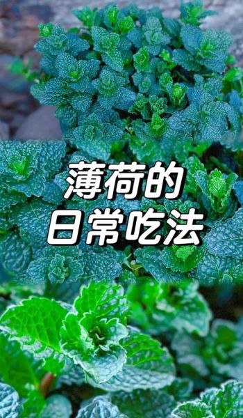 薄荷怎么吃_新鲜薄荷的吃法大全-第2张图片-山城妙识 薄荷怎么吃_新鲜薄荷的吃法大全-第2张图片-山城妙识