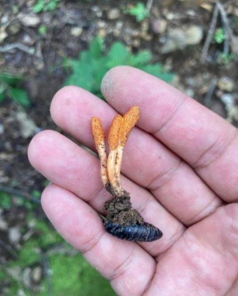 虫草花泡水一次几根_虫草花泡水用量多少合适-第3张图片-山城妙识