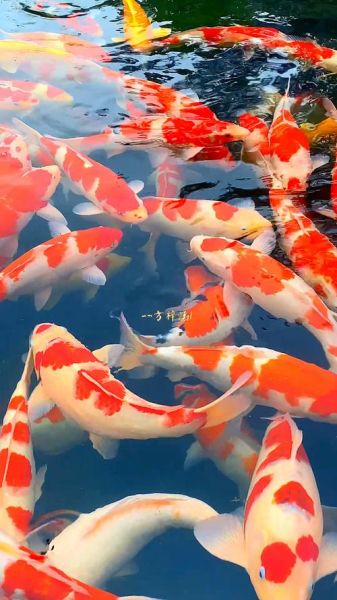 锦鲤是什么意思_锦鲤能带来好运吗-第1张图片-山城妙识
