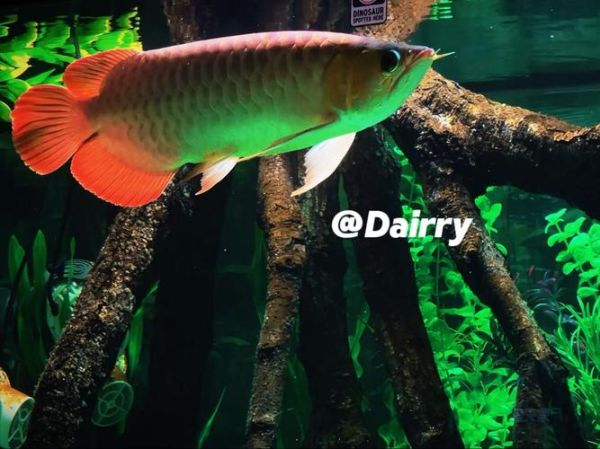 红龙鱼价格多少钱一条_红龙鱼为什么这么贵-第2张图片-山城妙识