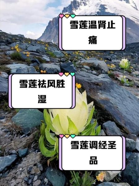 女人吃天山雪莲花有什么好处_天山雪莲花对女性的作用-第2张图片-山城妙识